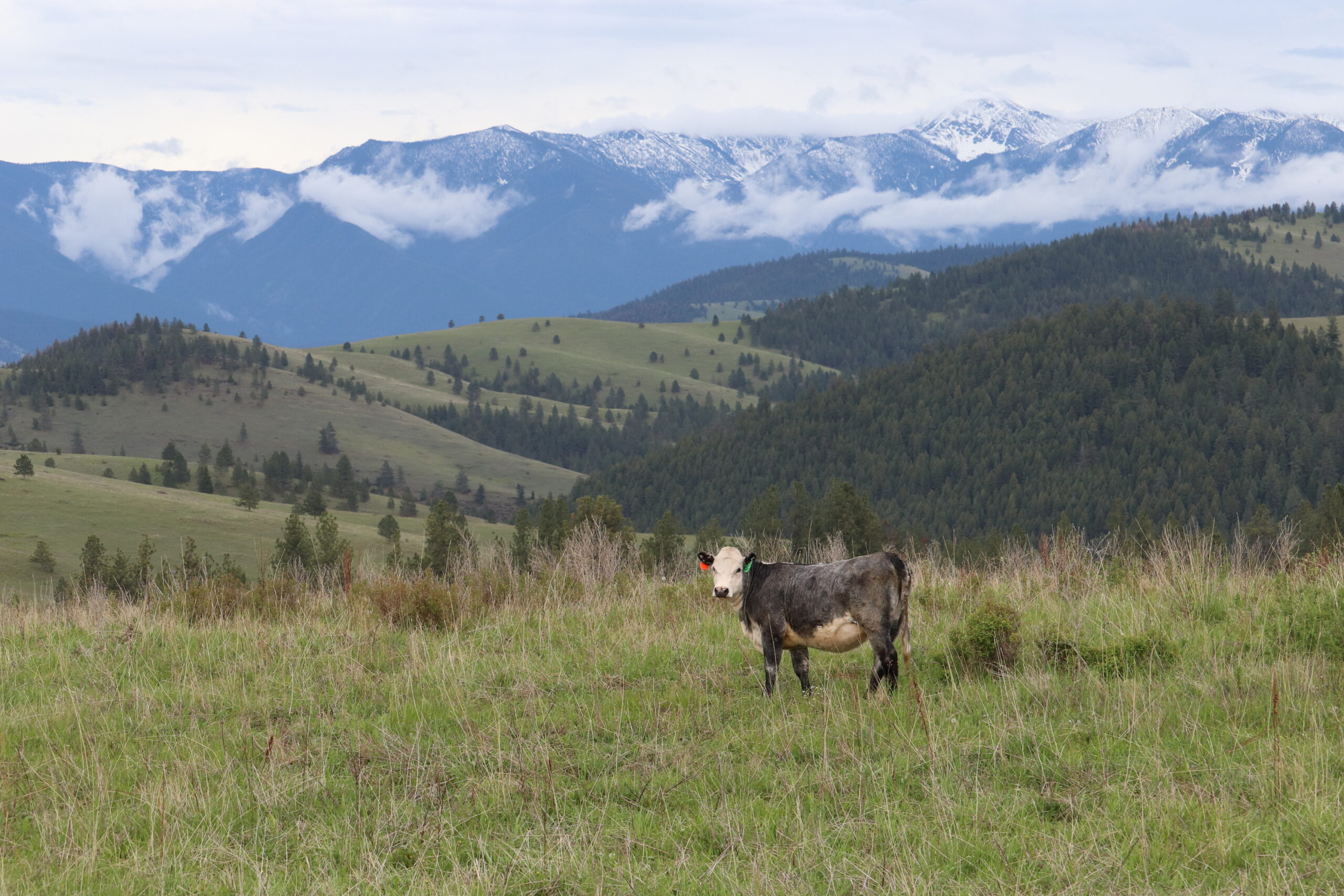 Home - Burnt Feather Farms