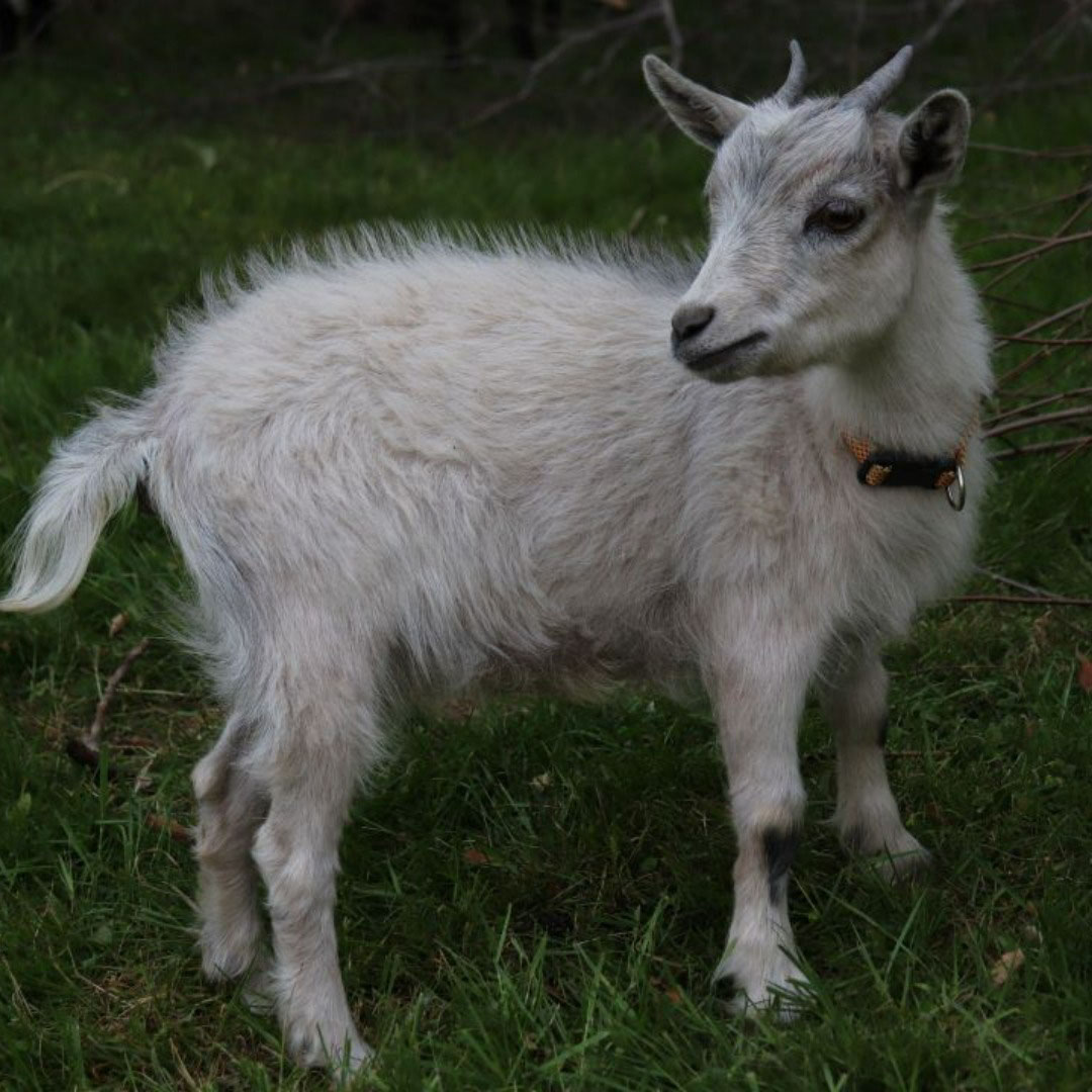 Home - Burnt Feather Farms